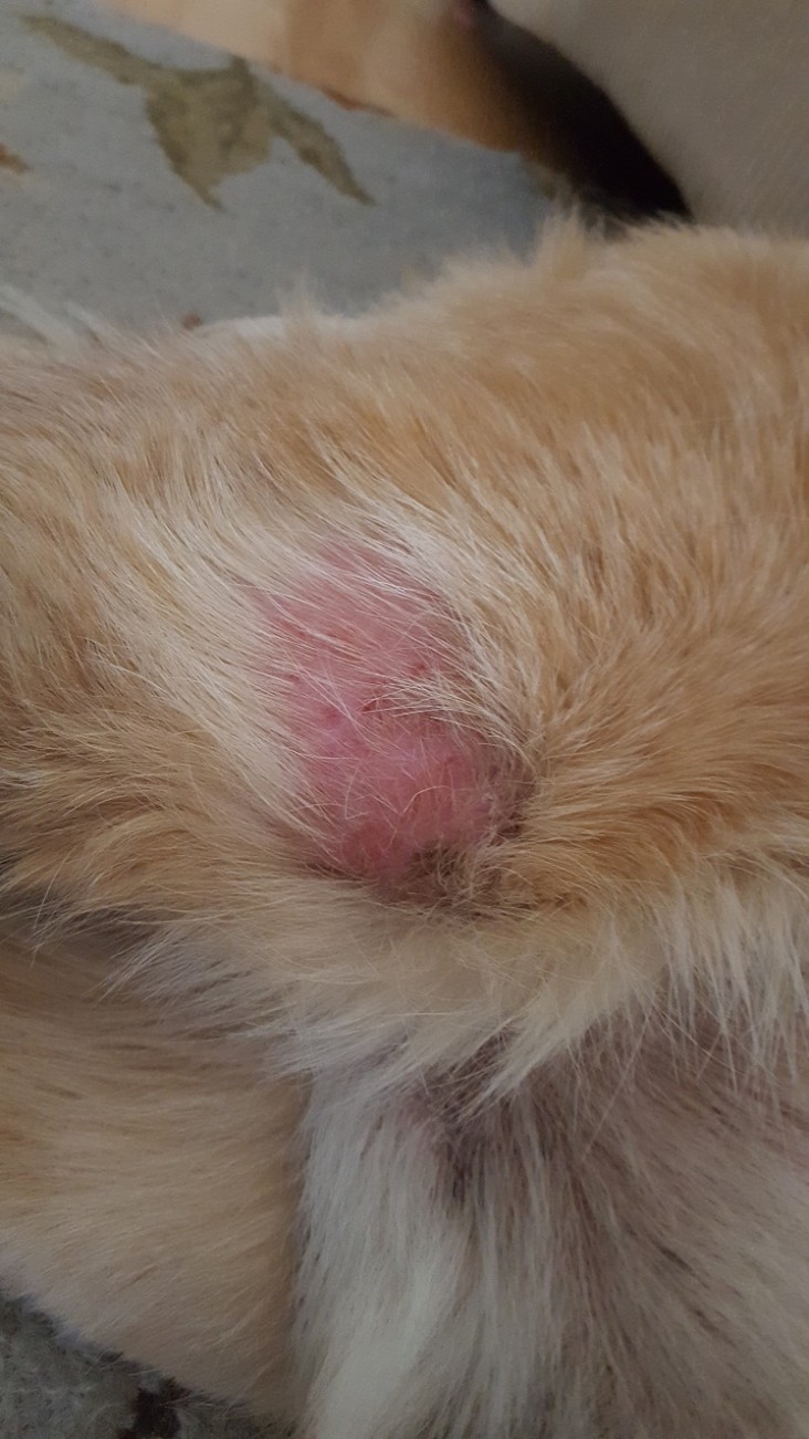 Dr. Sheryl Fulop Blog | Veterinary House Calls Los Angeles